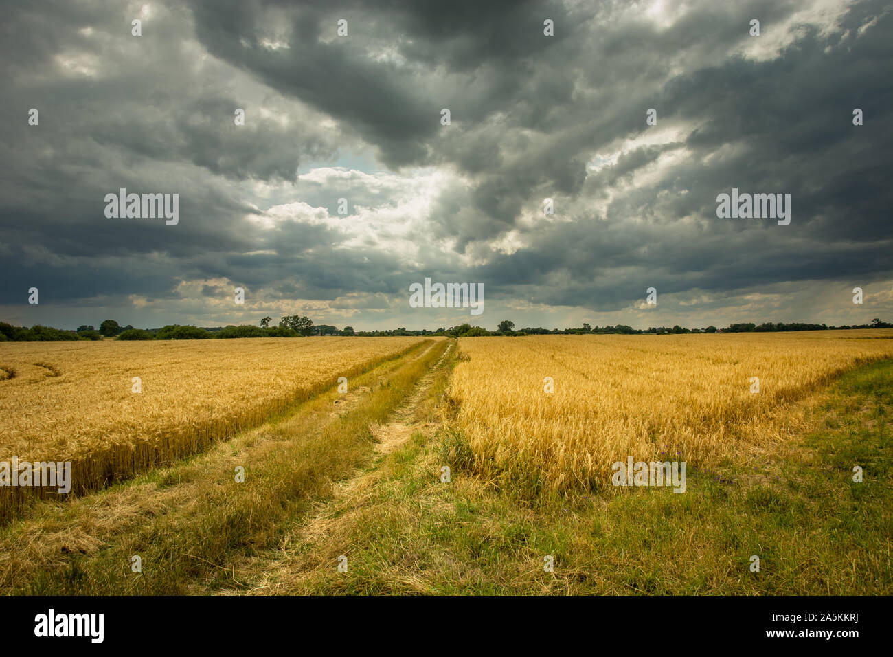 Dirt Road Through Grain Fields High Resolution Stock Photography and ...