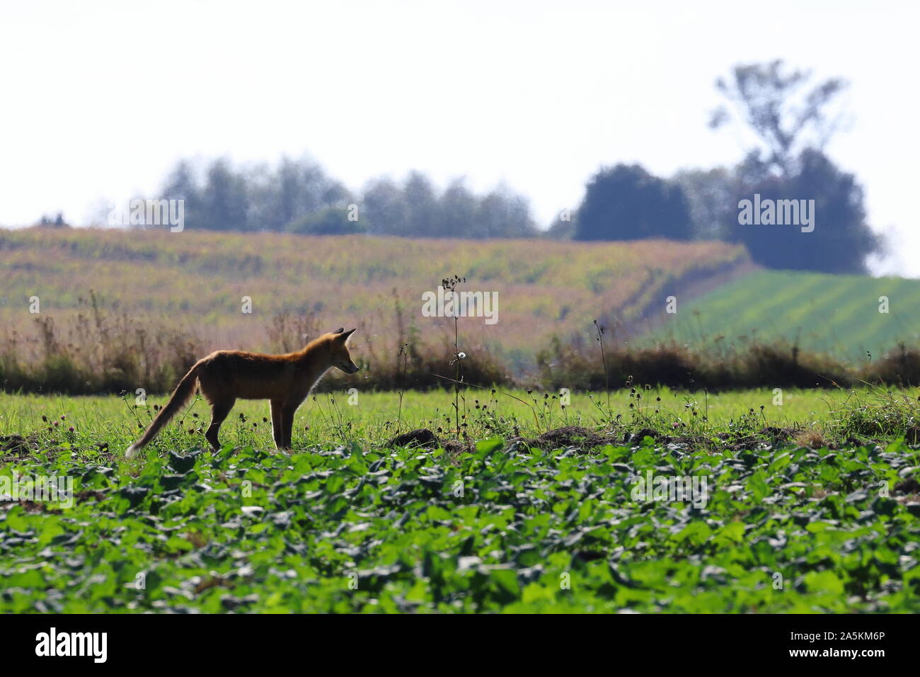 Fox lurking in a field in the countryside in Poland Stock Photo - Alamy