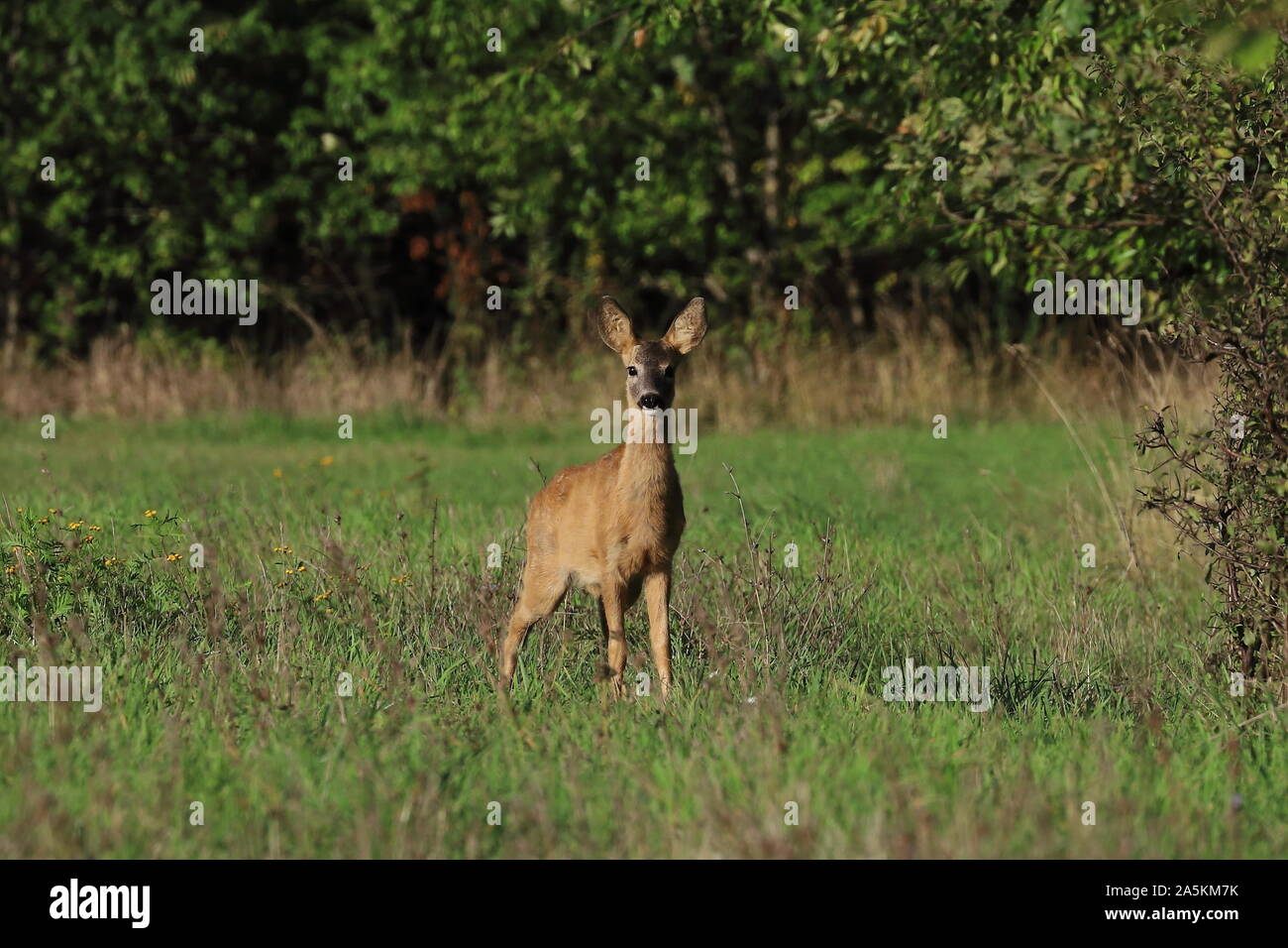 Polish meadow hi-res stock photography and images - Alamy