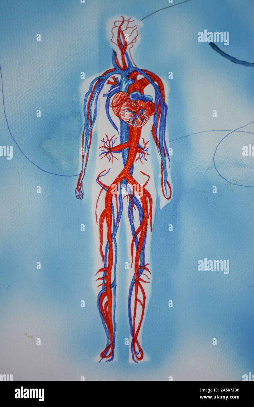 Human figure with blood circulation; artistic drawing with felt-tip ...
