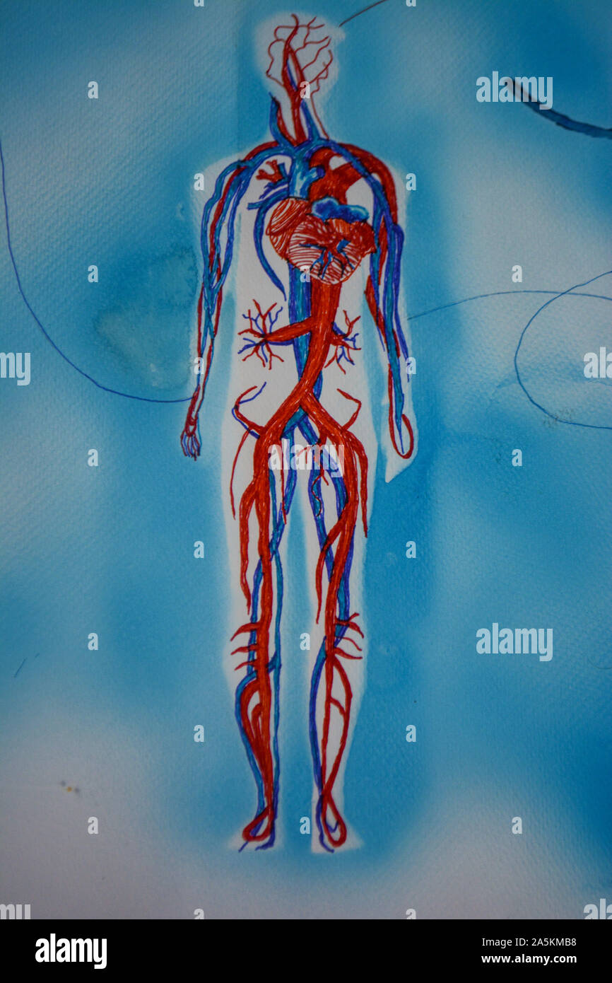 Human figure with blood circulation; artistic drawing with felt-tip ...