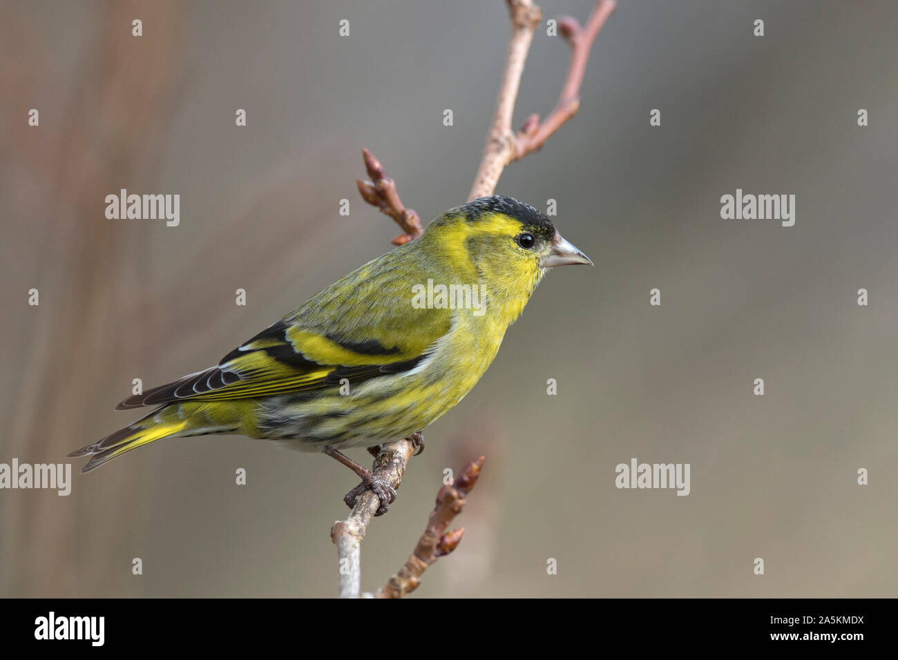 European breeding birds hi-res stock photography and images - Alamy