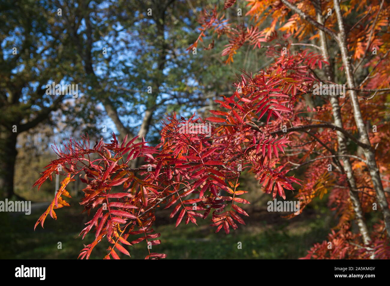 Norway fall colours hi-res stock photography and images - Alamy