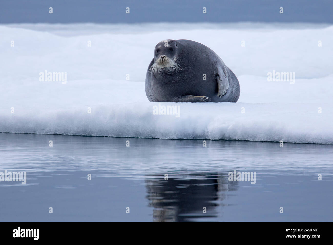Bearded seal / square flipper seal (Erignathus barbatus) resting on ice ...