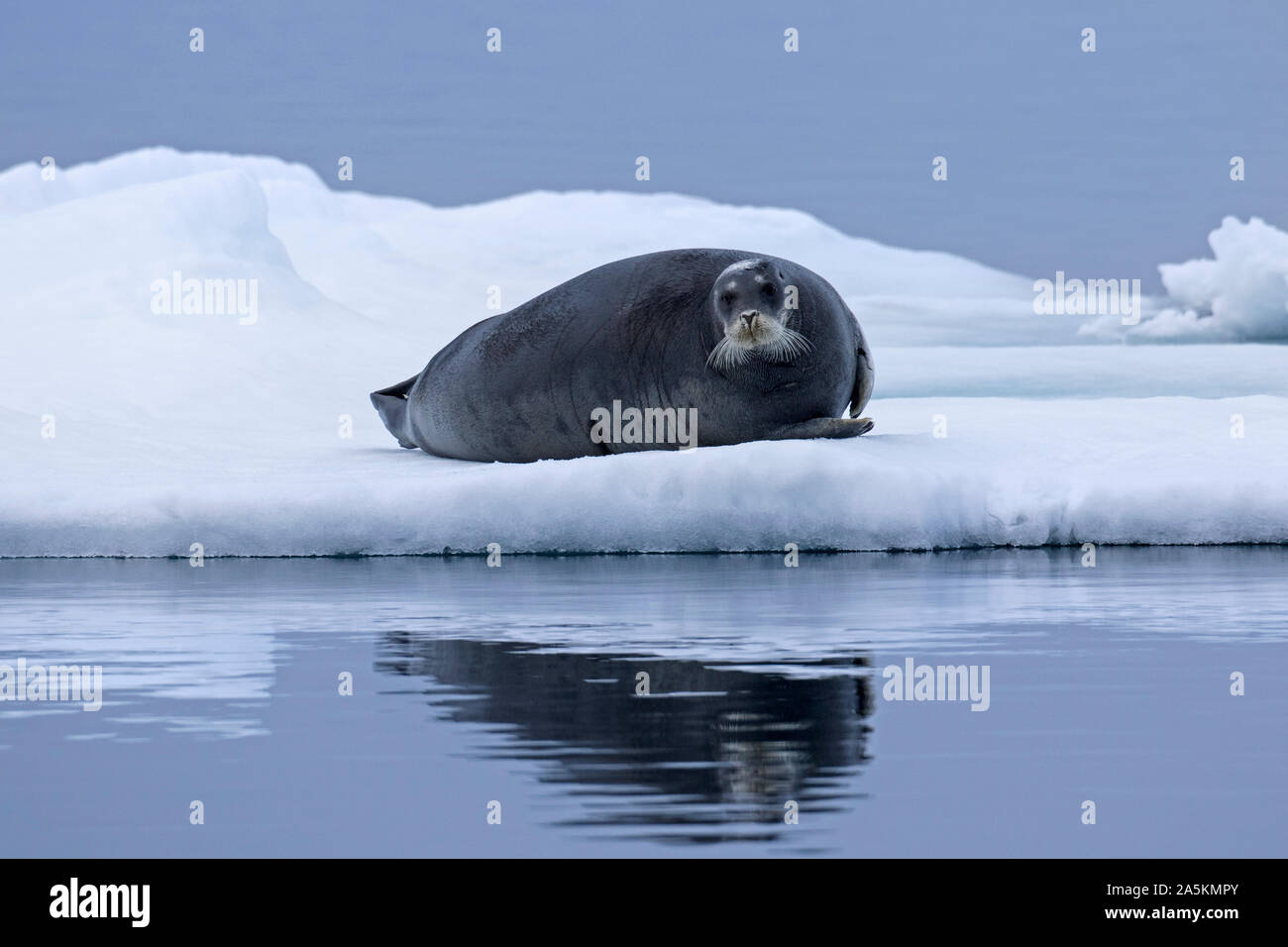 Arctic seals hi-res stock photography and images - Alamy