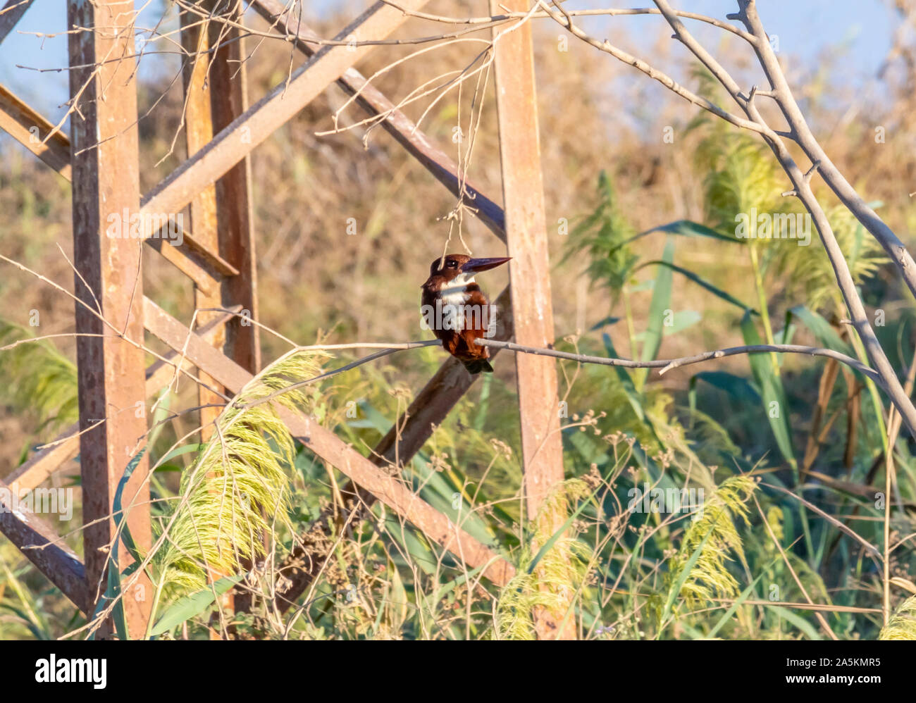 taken in a nature reserve in northern Israel Stock Photo - Alamy