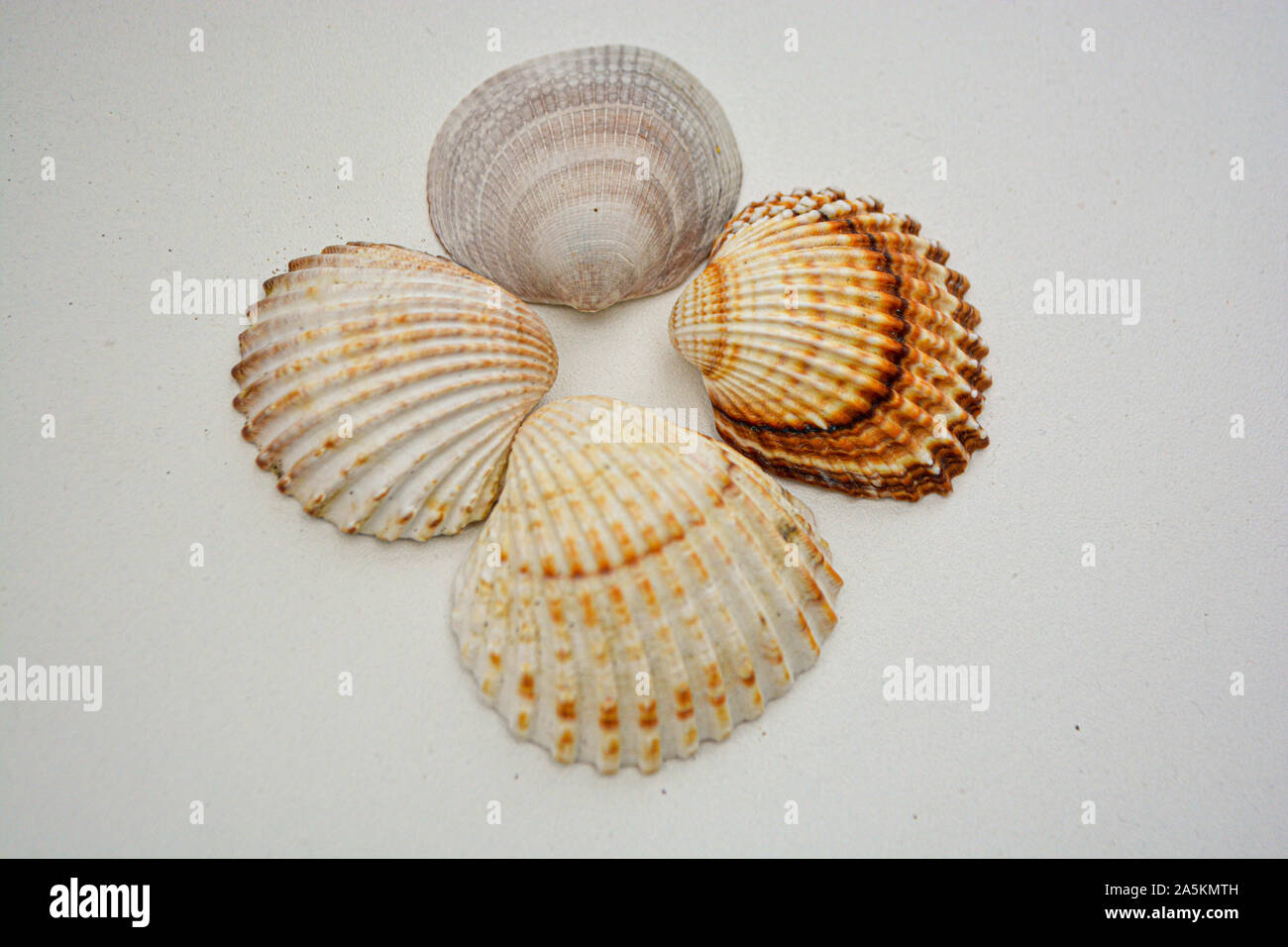 Four common cockle shells arranged in a flower shape, isolated on white ...