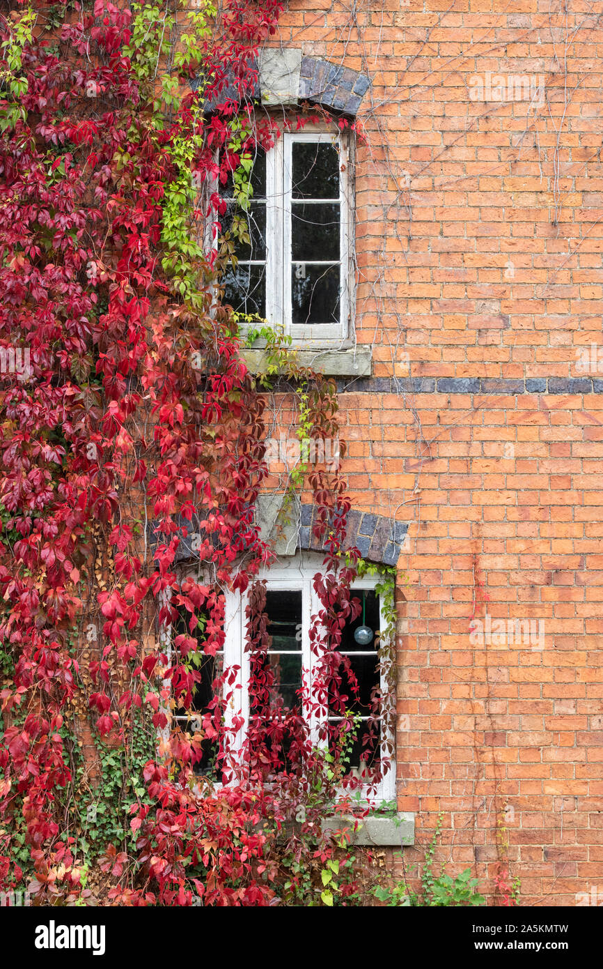 Parthenocissus quinquefolia. Virginia Creeper / American ivy covering a ...