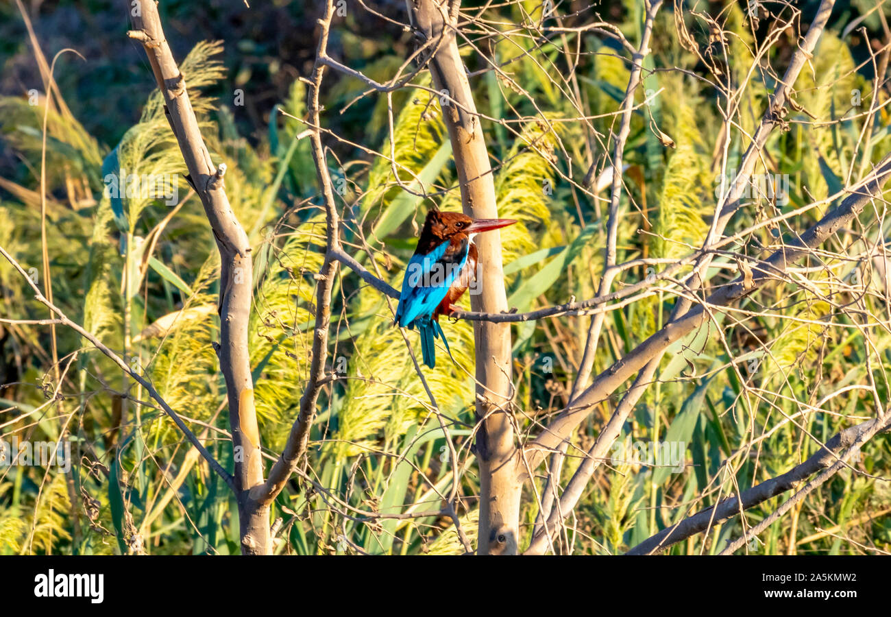 taken in a nature reserve in northern Israel Stock Photo - Alamy