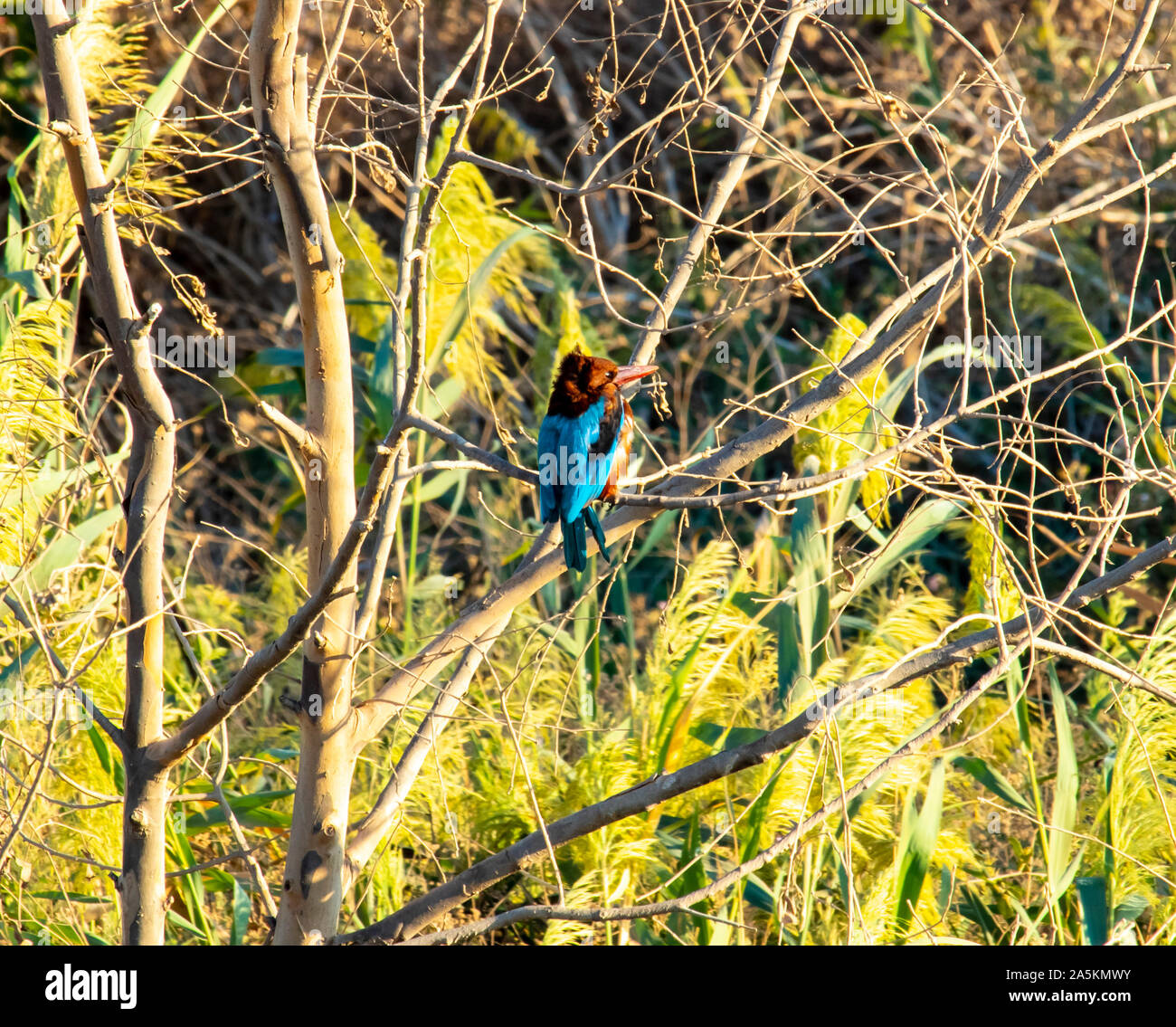 taken in a nature reserve in northern Israel Stock Photo - Alamy