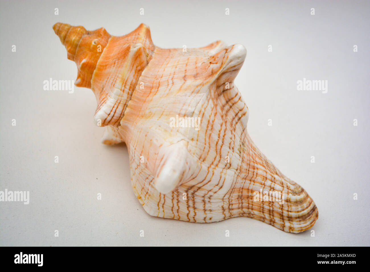 sea shell on white background with a big house Stock Photo - Alamy