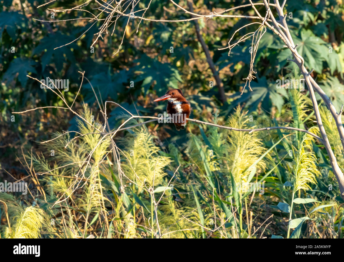 taken in a nature reserve in northern Israel Stock Photo - Alamy