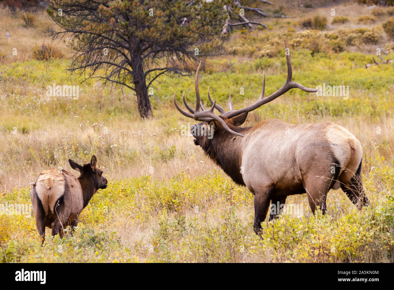 Majestic herd of elk foraging for food amongst the golden colors of ...