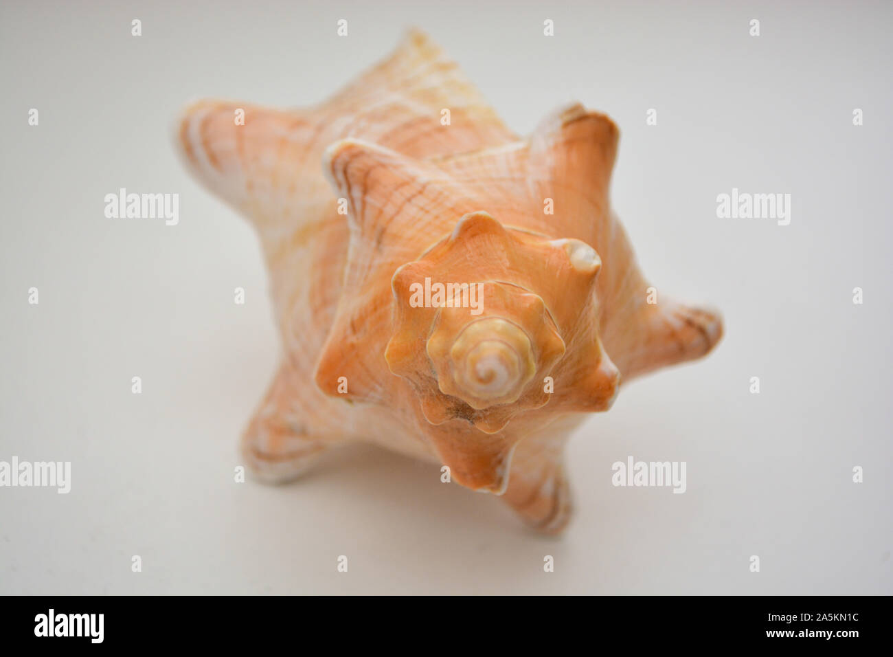 sea shell on white background with a big house Stock Photo - Alamy