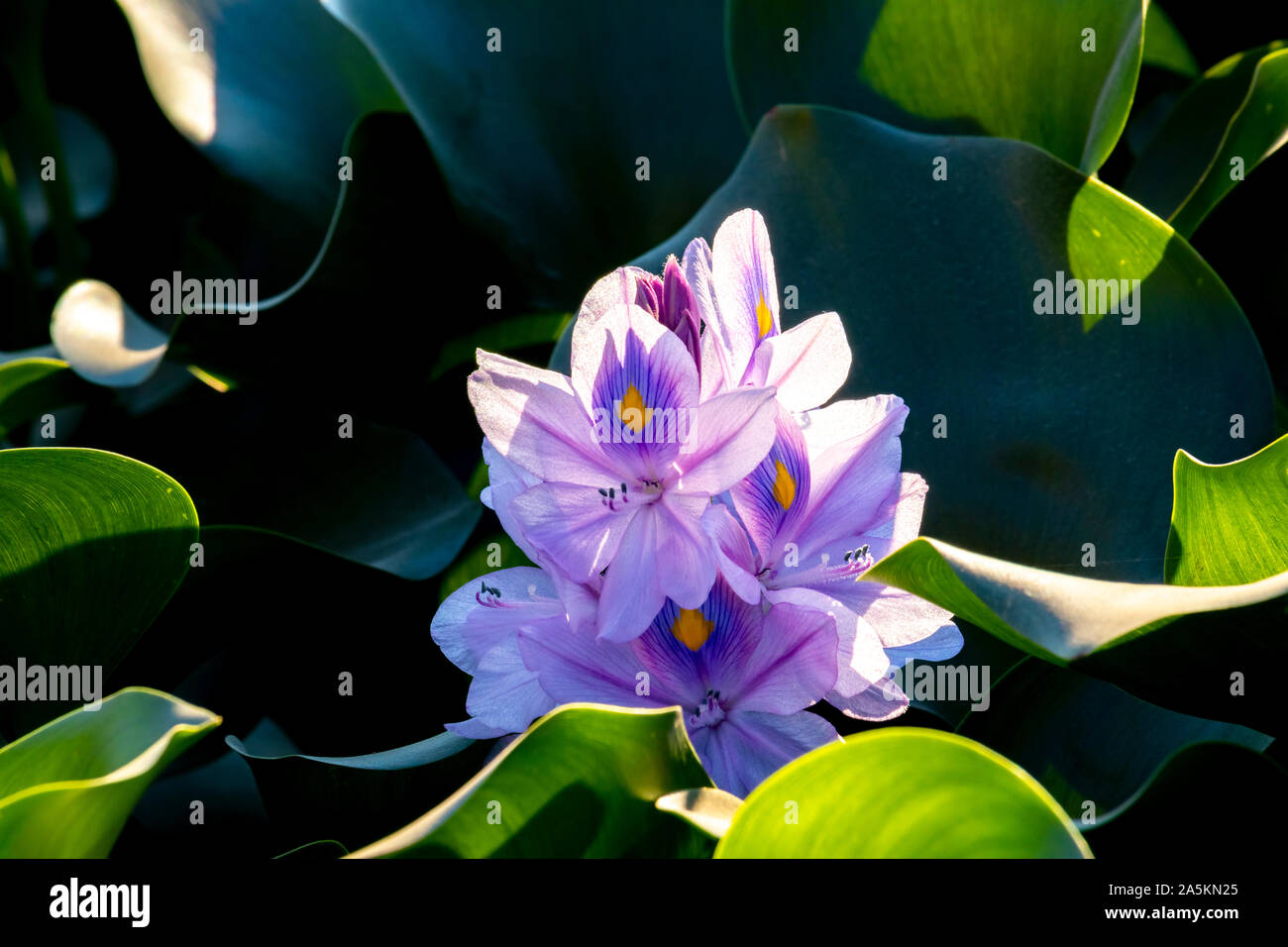 the Eichornia is an Invasive species of the Israeli plant life Stock ...