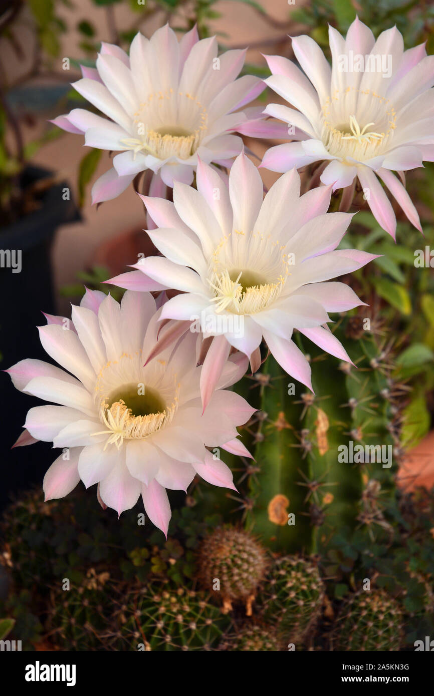 Beautiful cactus flowers hi-res stock photography and images - Alamy