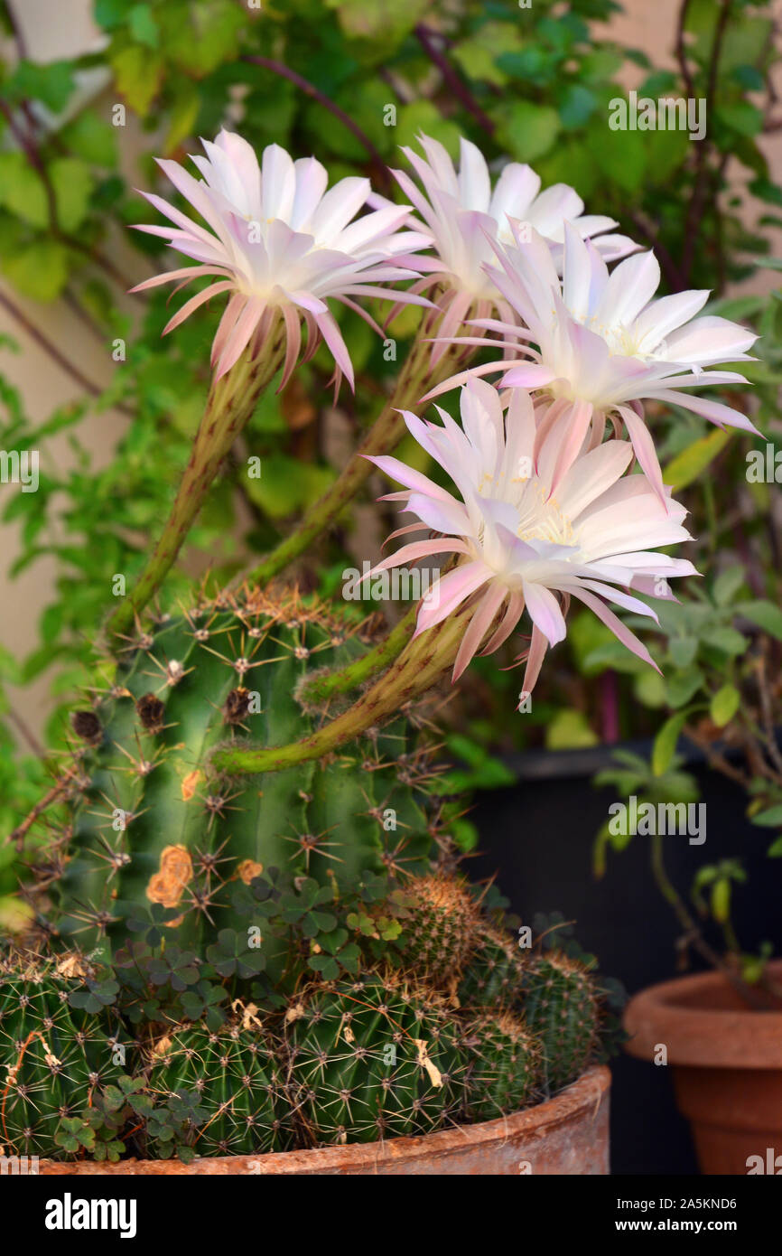 Cactus flowers plants hi-res stock photography and images - Alamy