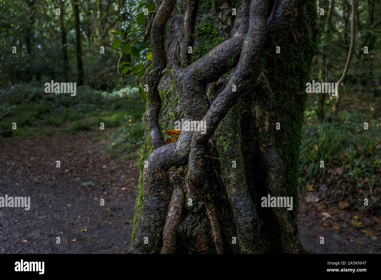 Roots growing on the trunk of a tree in the ancient woodland of Draynes ...