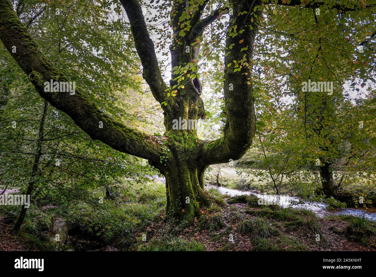 An old Beech Tree Fagus sylvatica in the ancient woodland of Draynes ...
