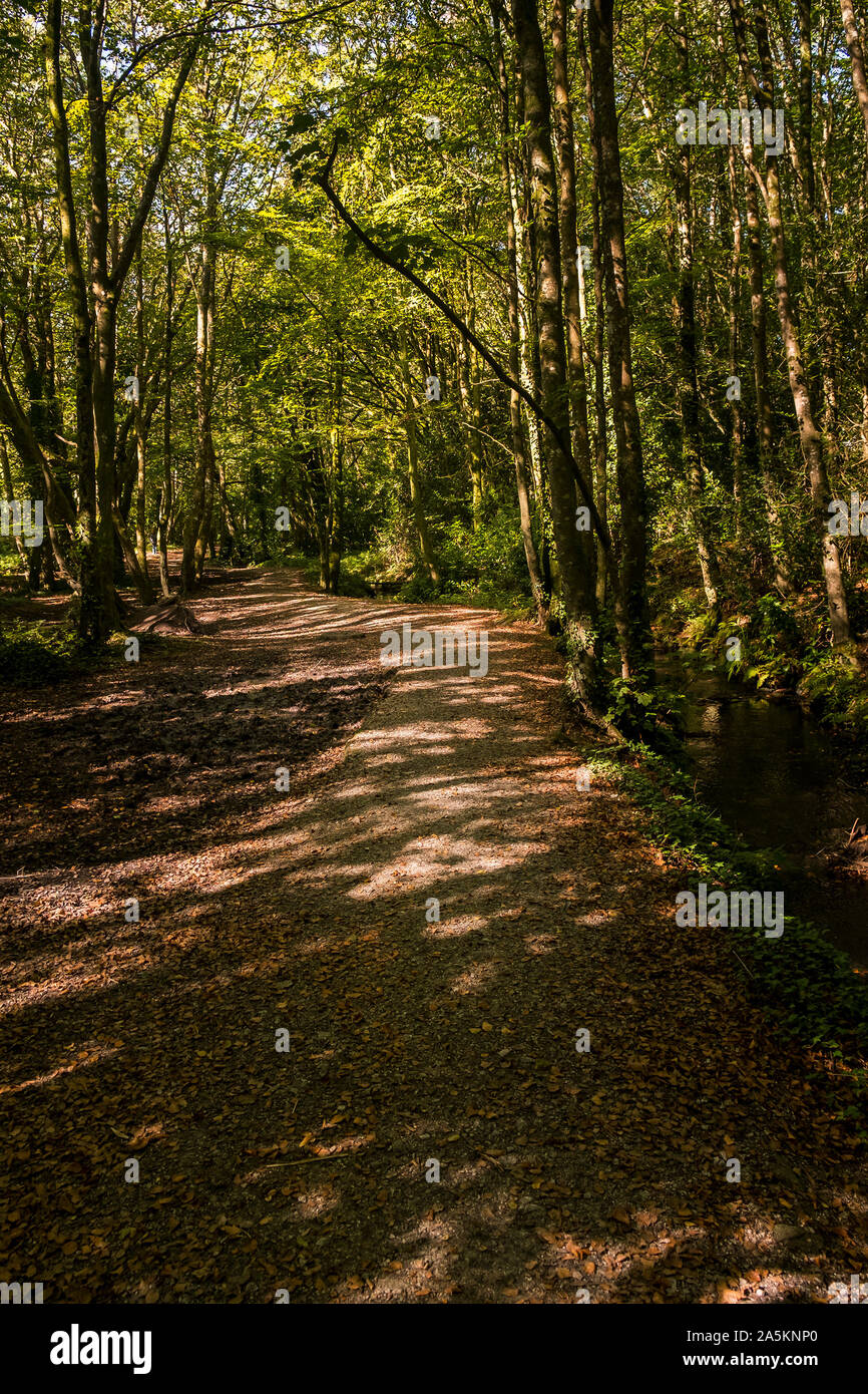 A walking route through Tehidy Country Park, the largest area of ...