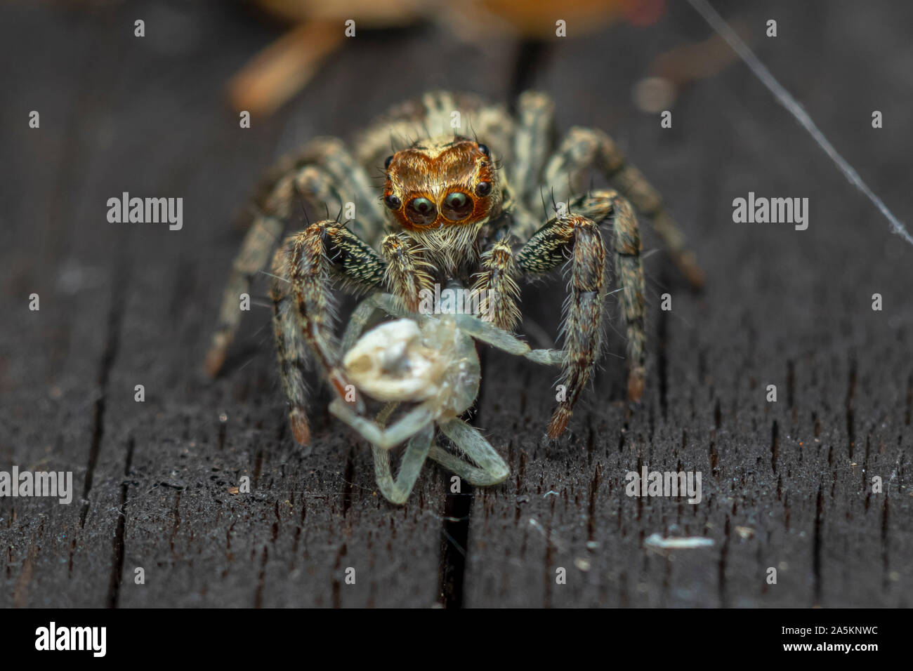 macro-photo of a jumping spider (photo taken in a nature reserve in ...