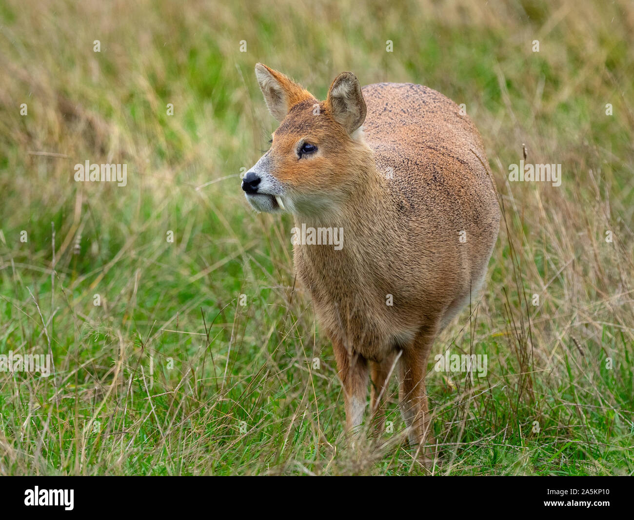 Chinese Water Deer Hydropotes inermis grazing in meadow North Norfolk ...