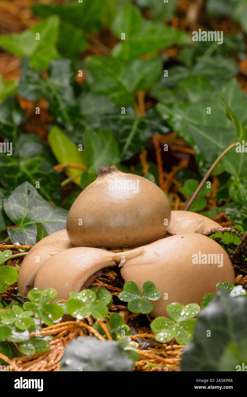 Collared earthstar, fungus, Geastrum triplex, Castlewellan forest park ...