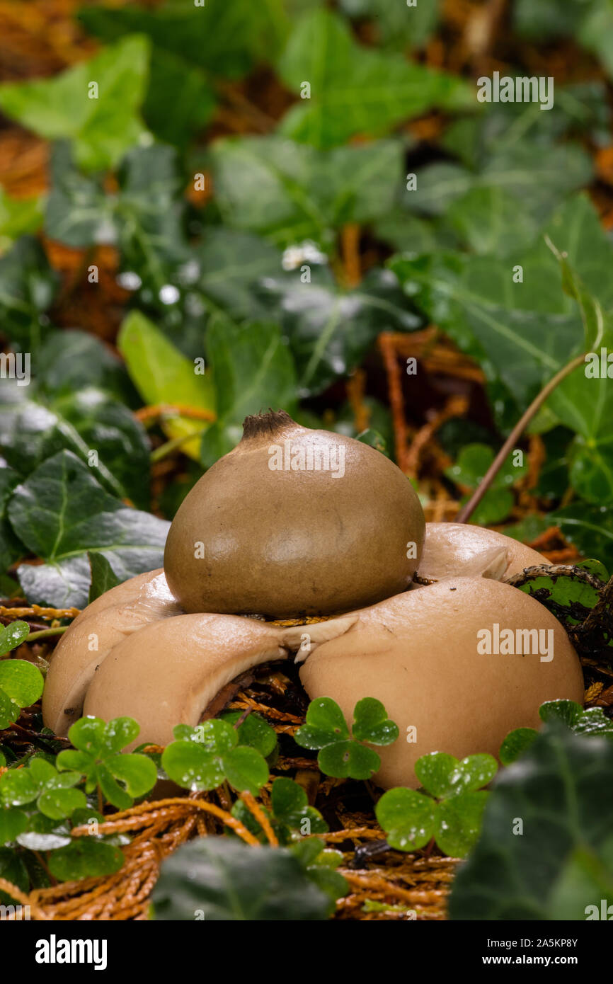 Collared earthstar, fungus, Geastrum triplex, Castlewellan forest park ...
