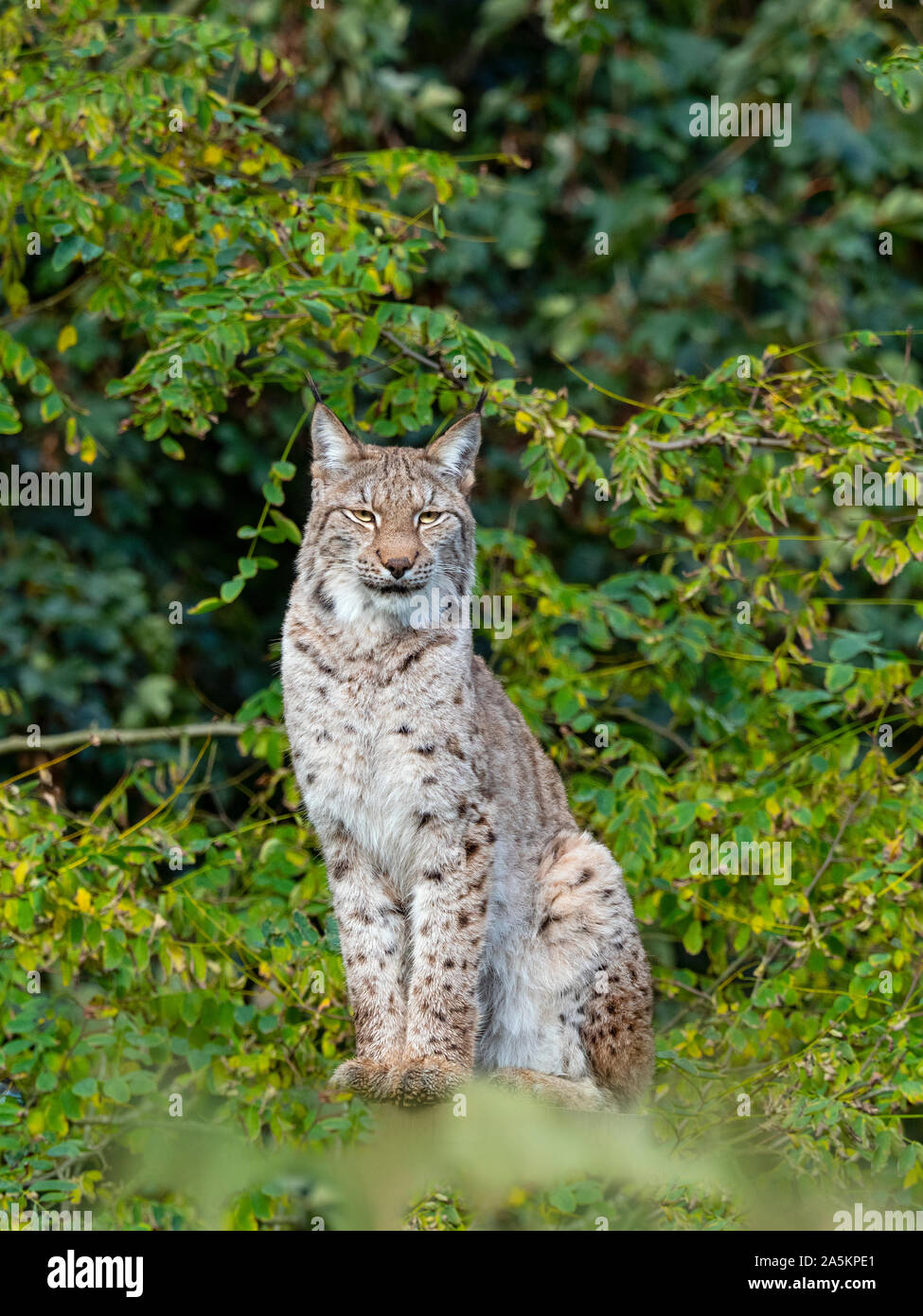 Native central europe hi-res stock photography and images - Alamy