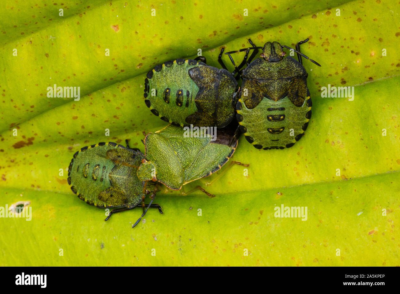 green shield bug , Palomena prasina, Northern Ireland, Castlewellan ...