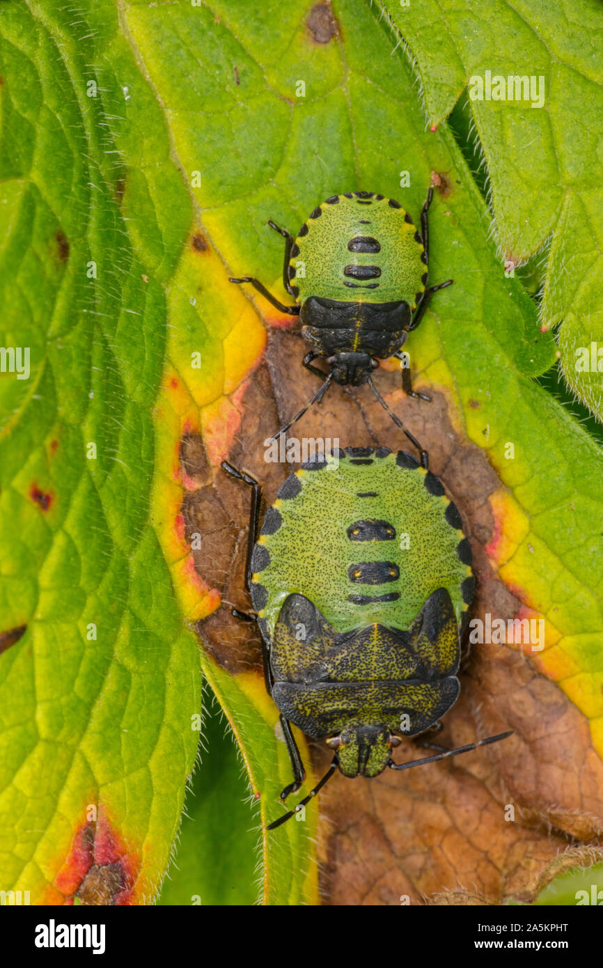 green shield bug , Palomena prasina, Northern Ireland, Castlewellan ...