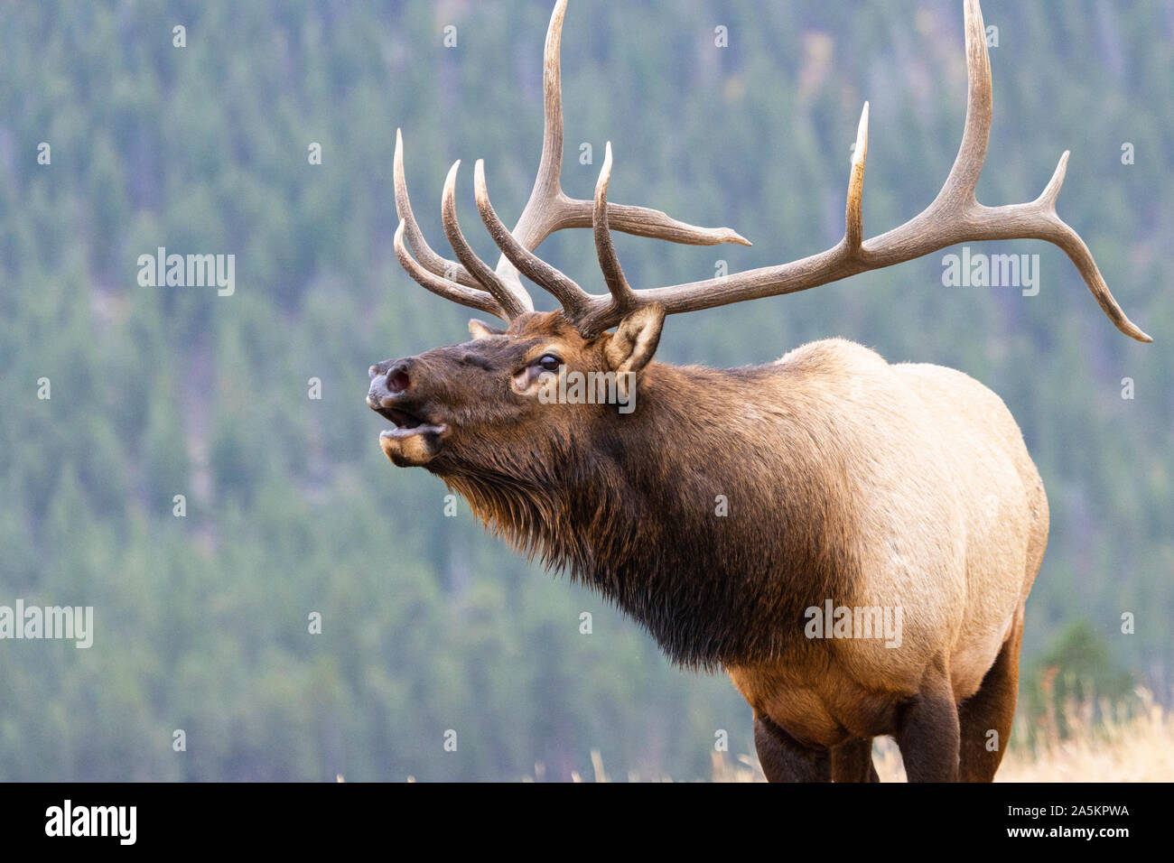 Fall elk herd hi-res stock photography and images - Alamy