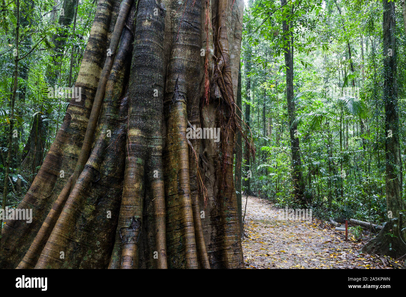 A Watkins Fig in the hinterland rain forest of the Mary Cairncross ...