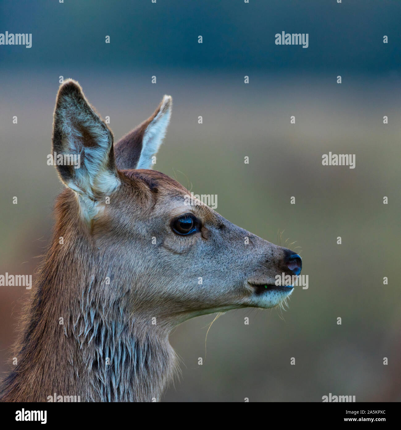 Red deer (Cervus elaphus Stock Photo - Alamy