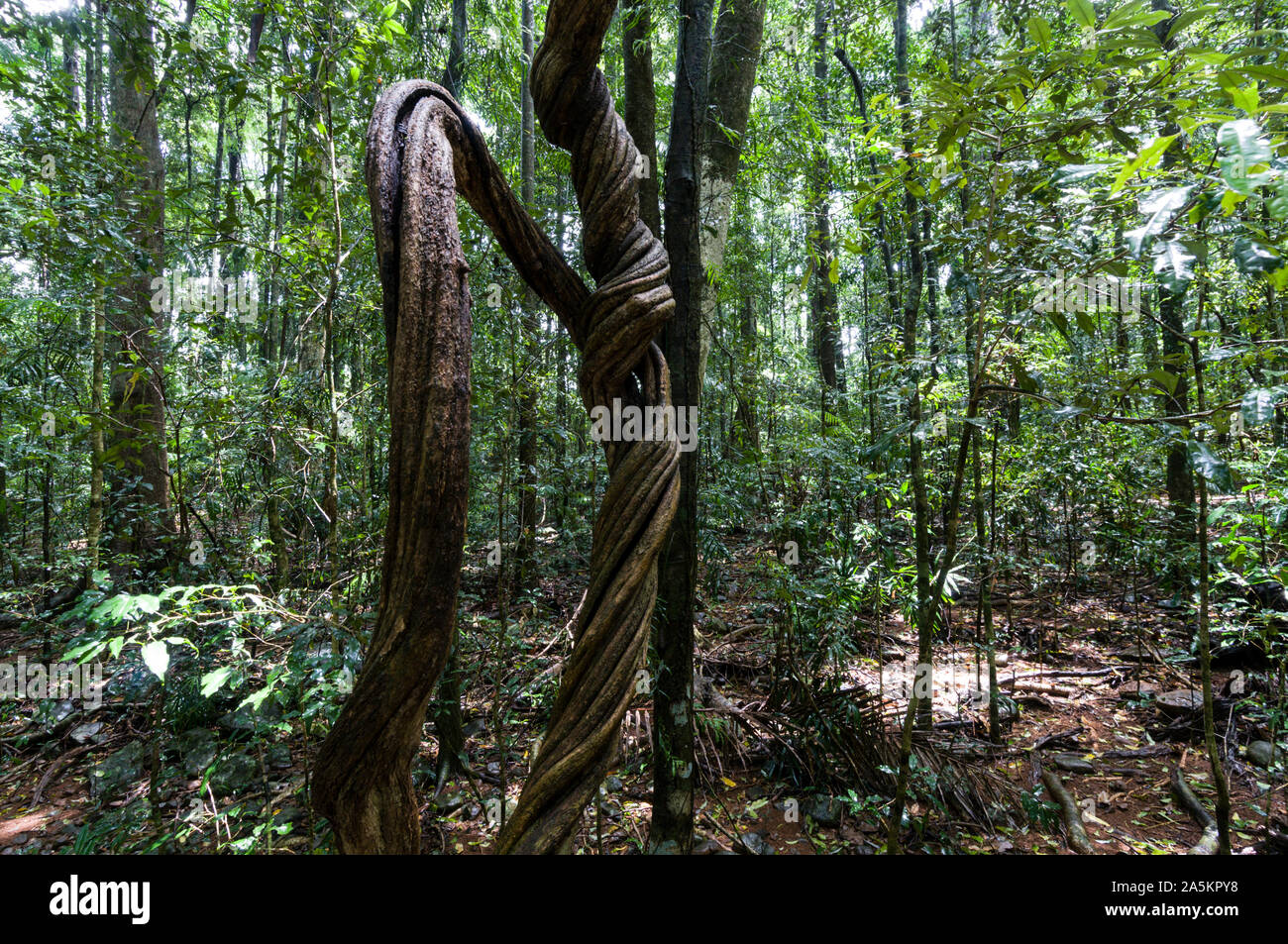 A Wonga Vine winds itself up a tree in the hinterland rain forest of ...