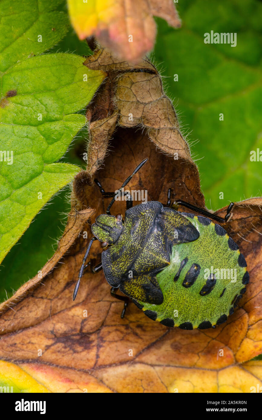 green shield bug , Palomena prasina, Northern Ireland, Castlewellan ...