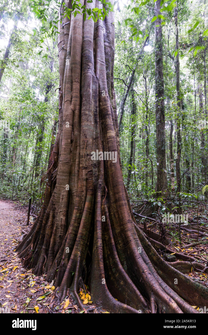 Queensland hinterland hi-res stock photography and images - Alamy