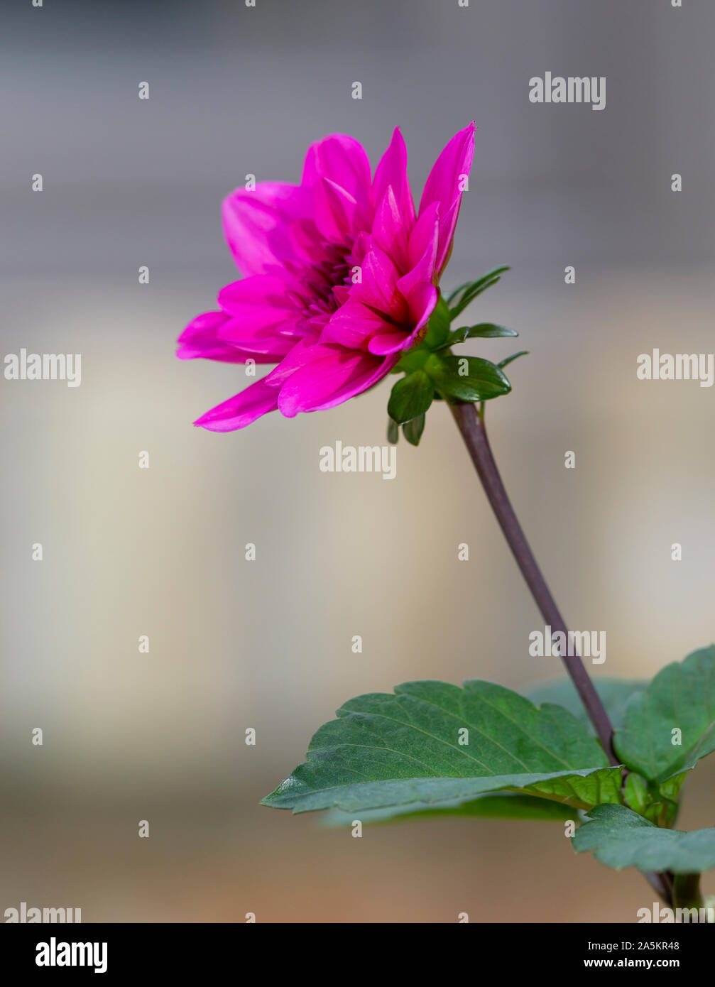 A blossoming pink flower with a long stem and green leaves Stock Photo ...