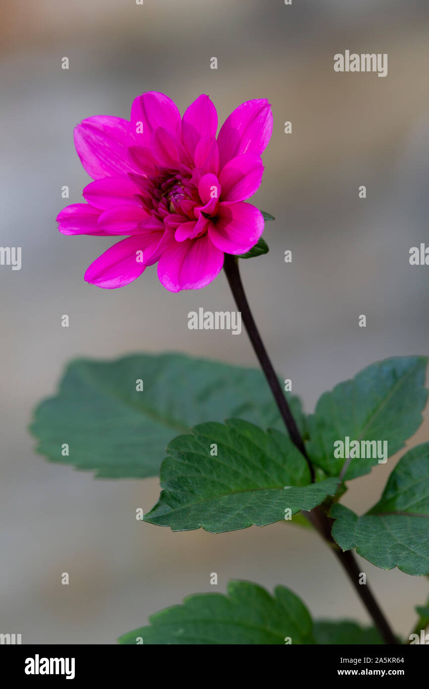 A blossoming pink flower with a long stem and green leaves Stock Photo ...