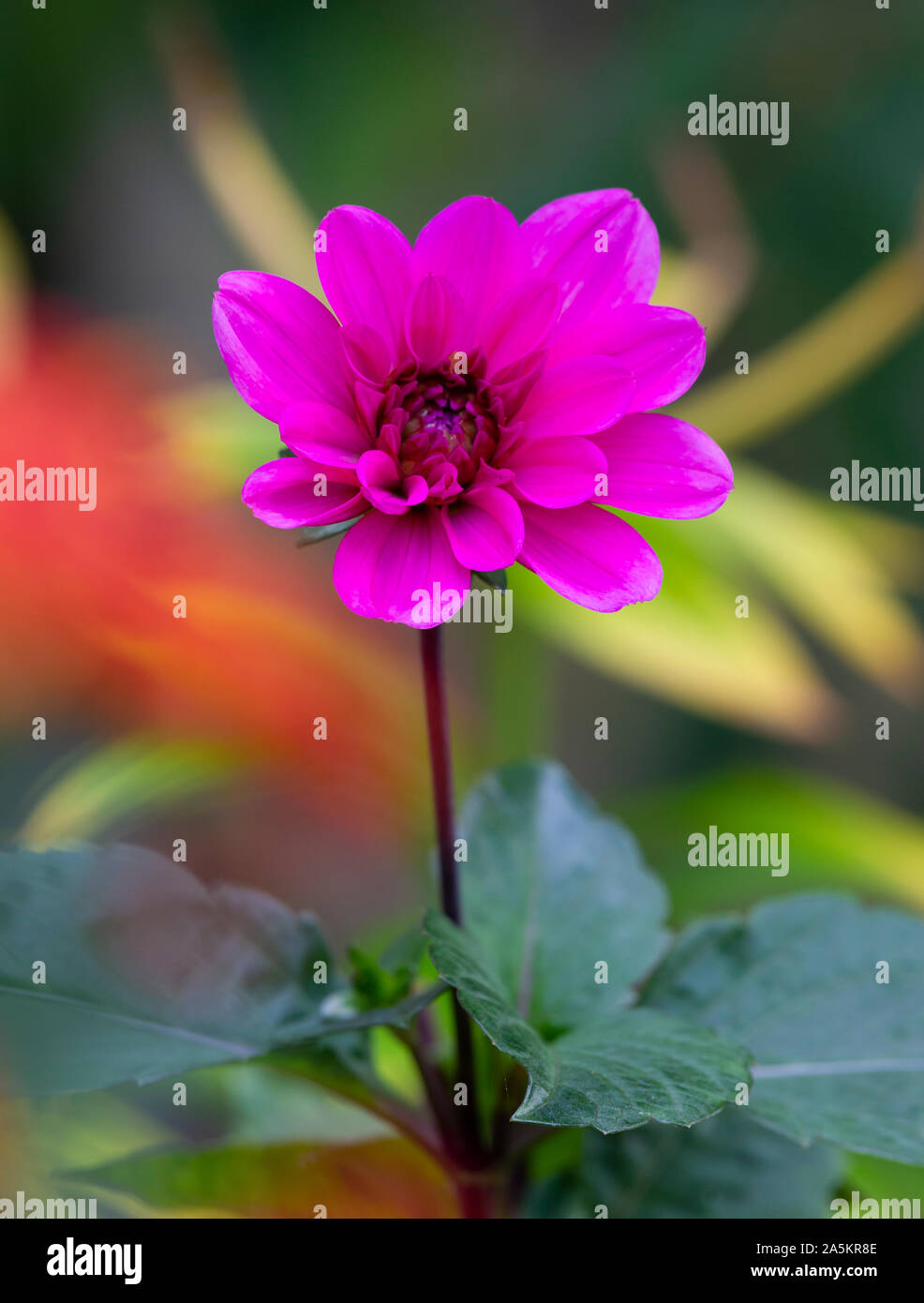 A blossoming pink flower with a long stem and green leaves Stock Photo ...