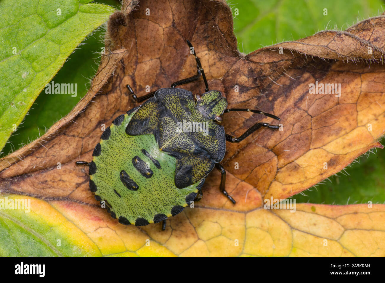 Green shield bugs hi-res stock photography and images - Alamy