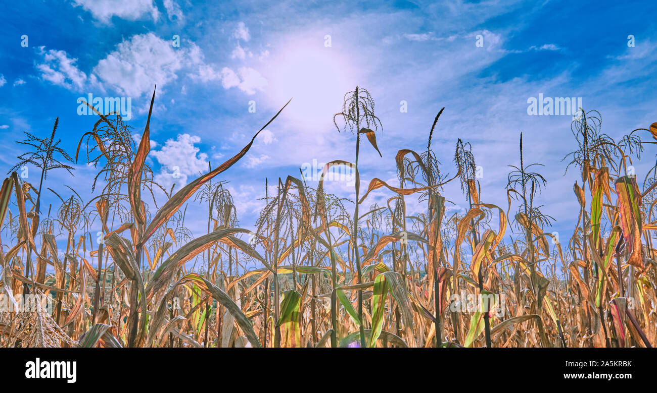 Corn Ready for Harvest Stock Photo - Alamy