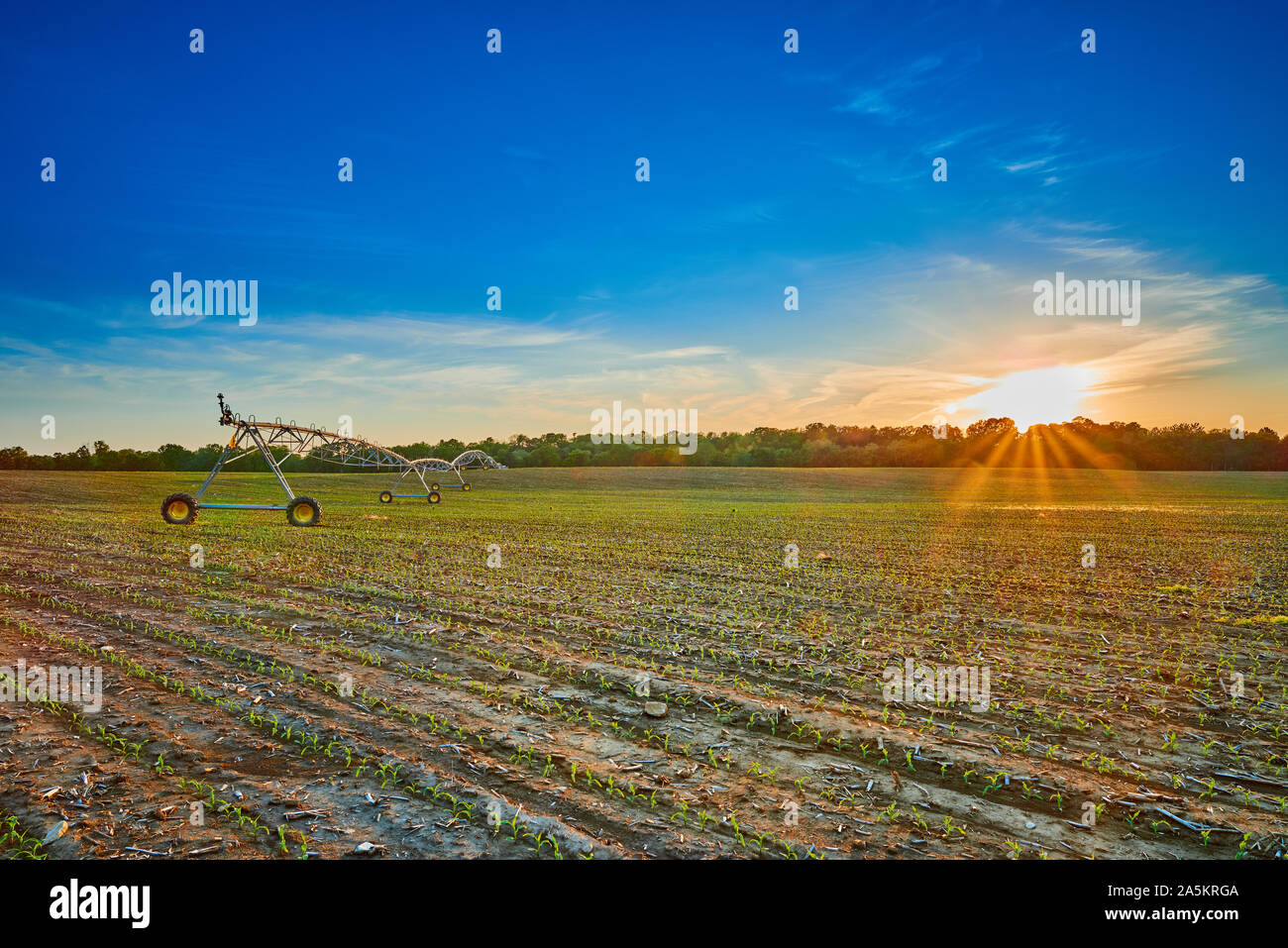 Pivot Irrigation System in Corn Field at Sunset Stock Photo - Alamy