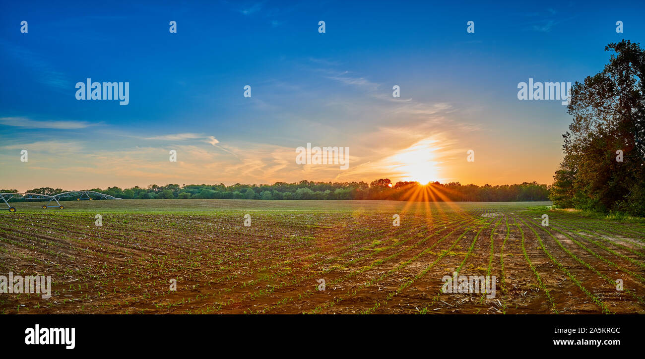 Newly Planted Corn Field at Sunset Stock Photo - Alamy