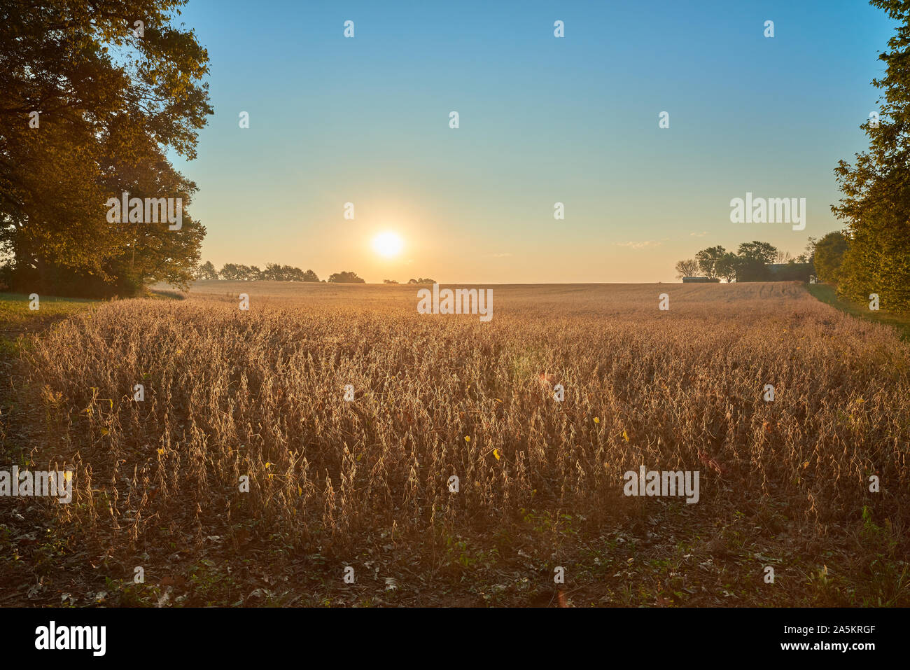 Kentucky bluegrass plant hi-res stock photography and images - Alamy