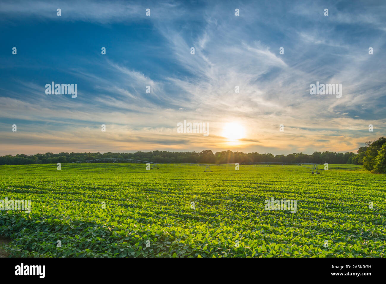 Soybean seedlings hi-res stock photography and images - Alamy