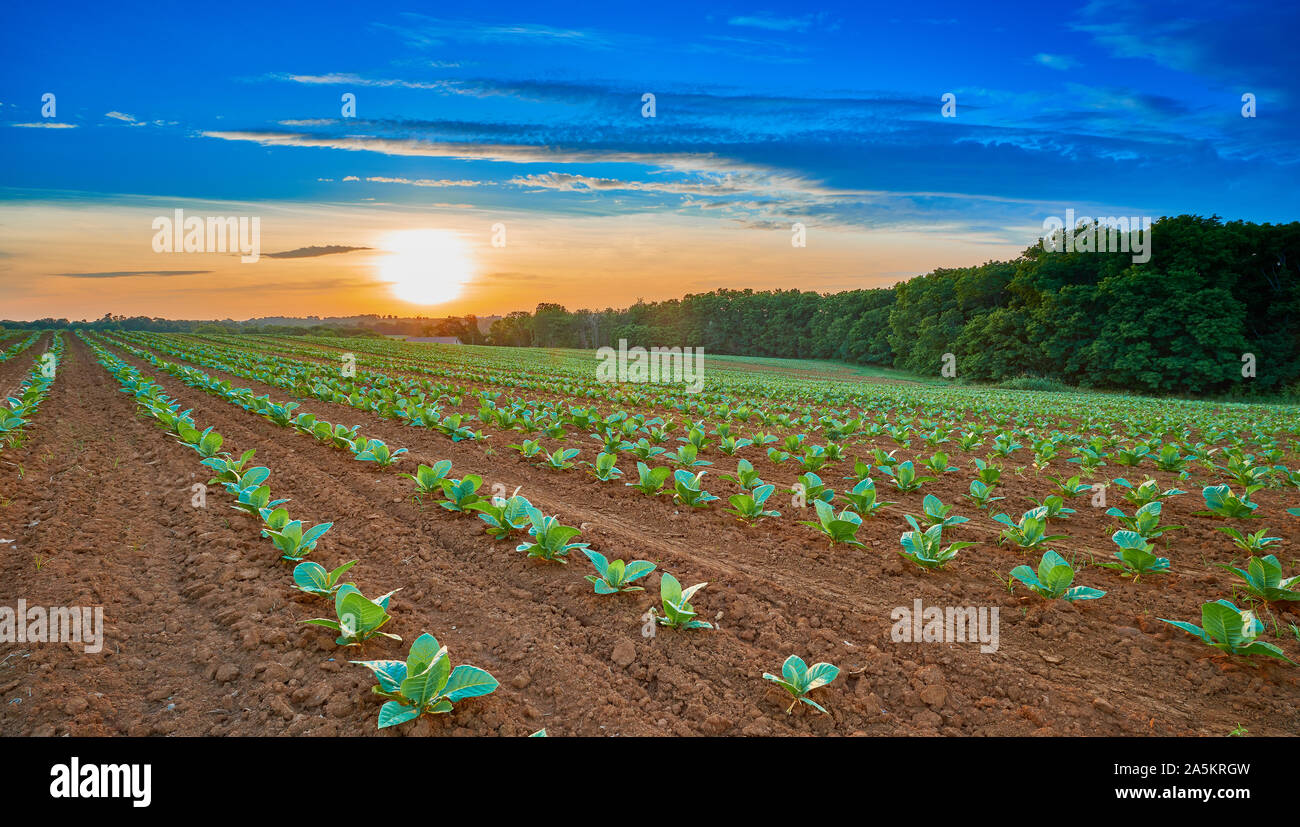 Burley tobacco hi-res stock photography and images - Alamy