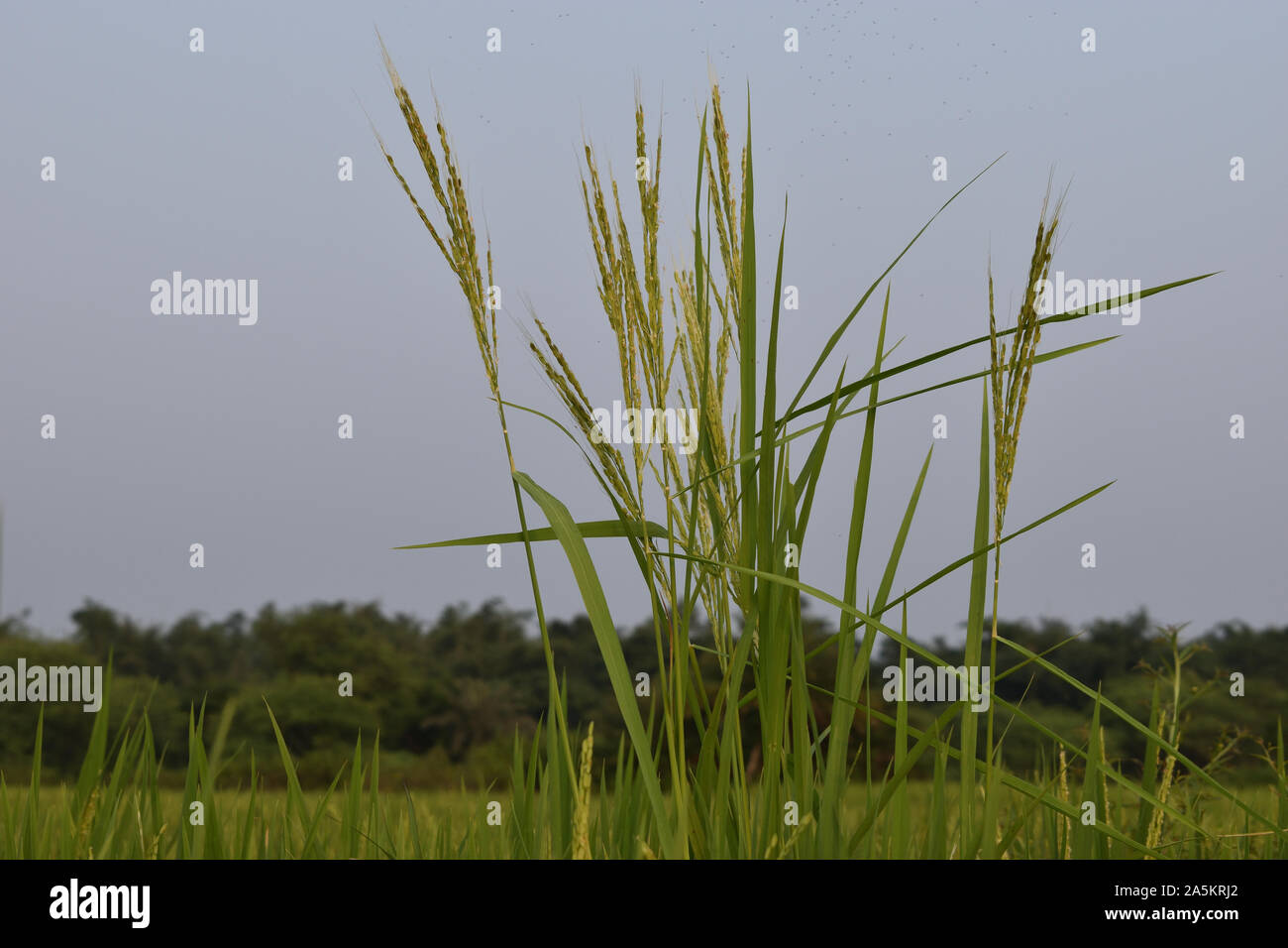 paddy tree power in india Stock Photo - Alamy