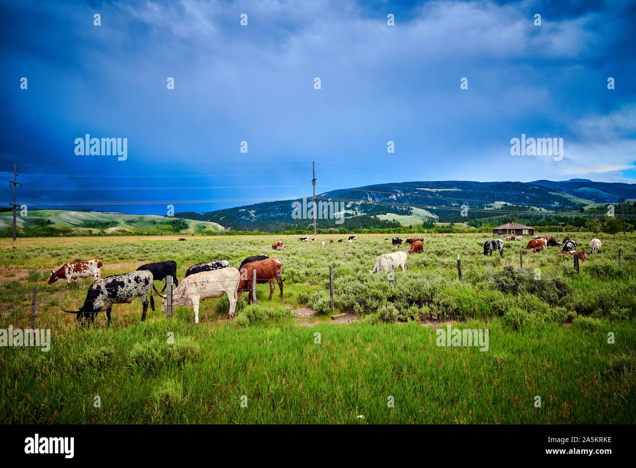 Steers field hi-res stock photography and images - Alamy