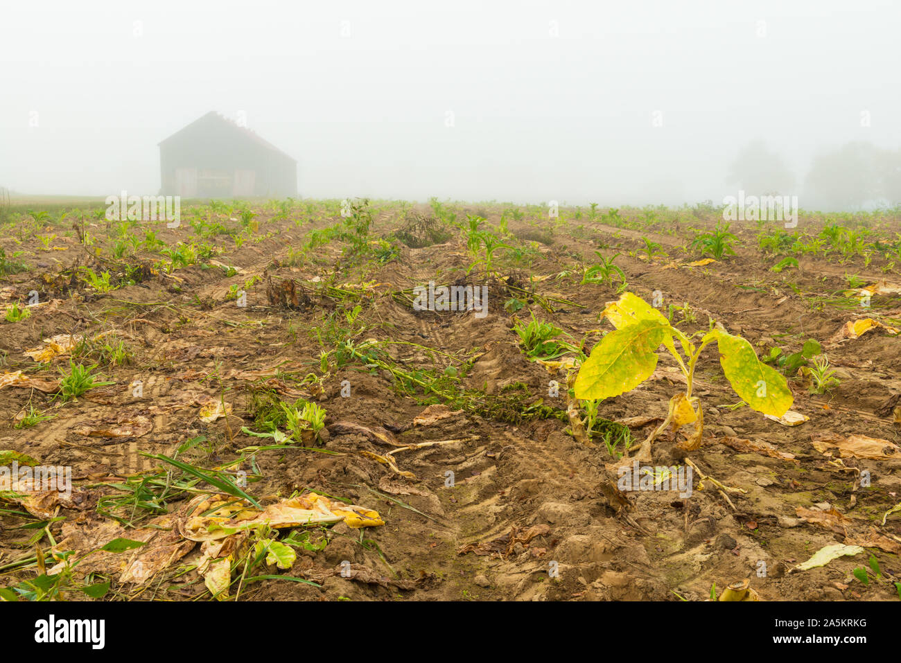 Tobacco farm farming field hi-res stock photography and images - Alamy